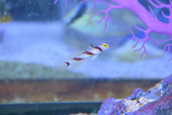 Barberpole Goby