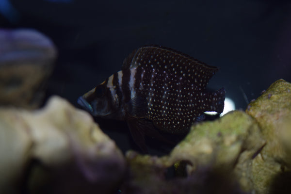 Altolamp. calvus "Ink Fin"