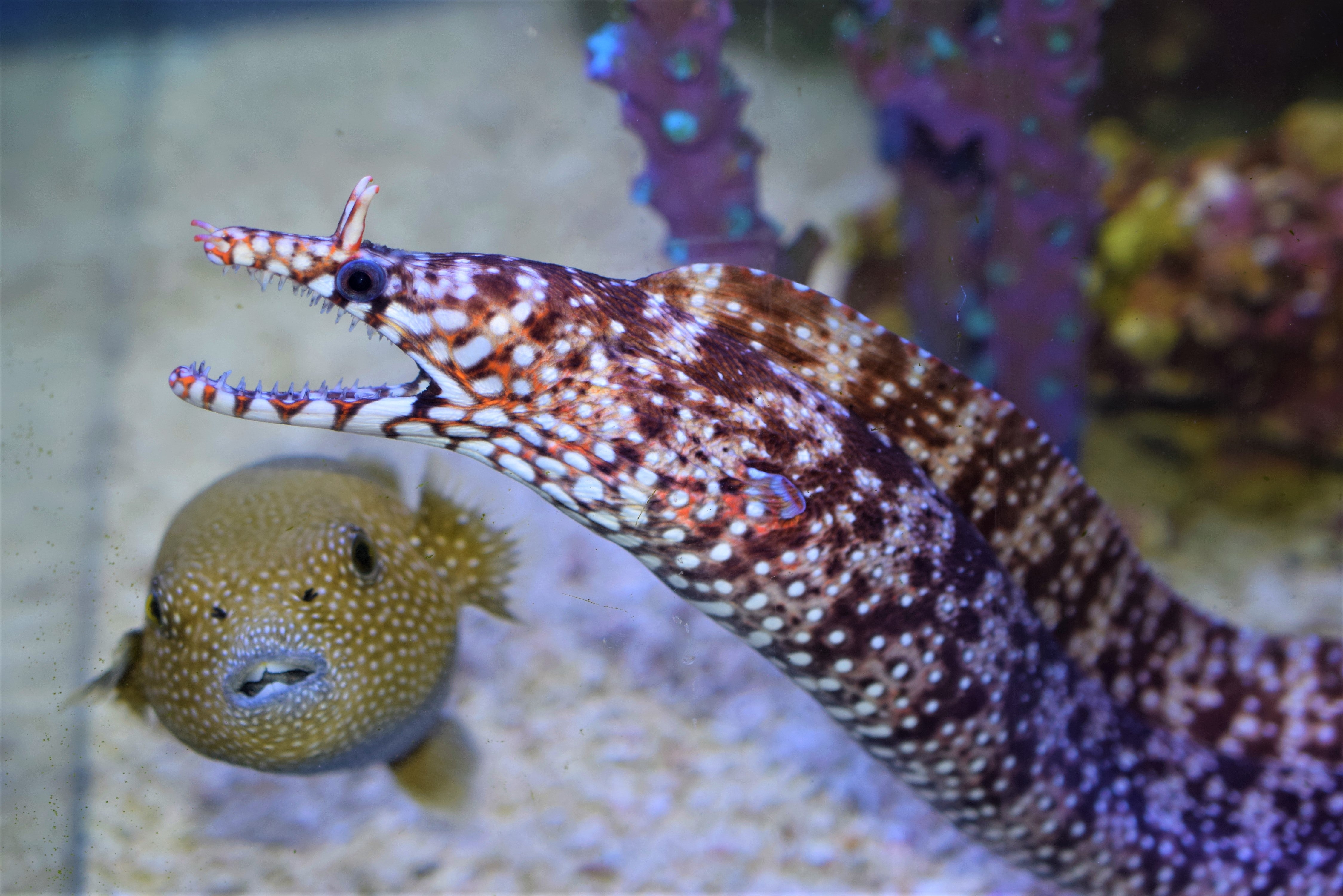 Japanese Dragon Fish Akuma The Japanese Dragon Moray Eel Photos