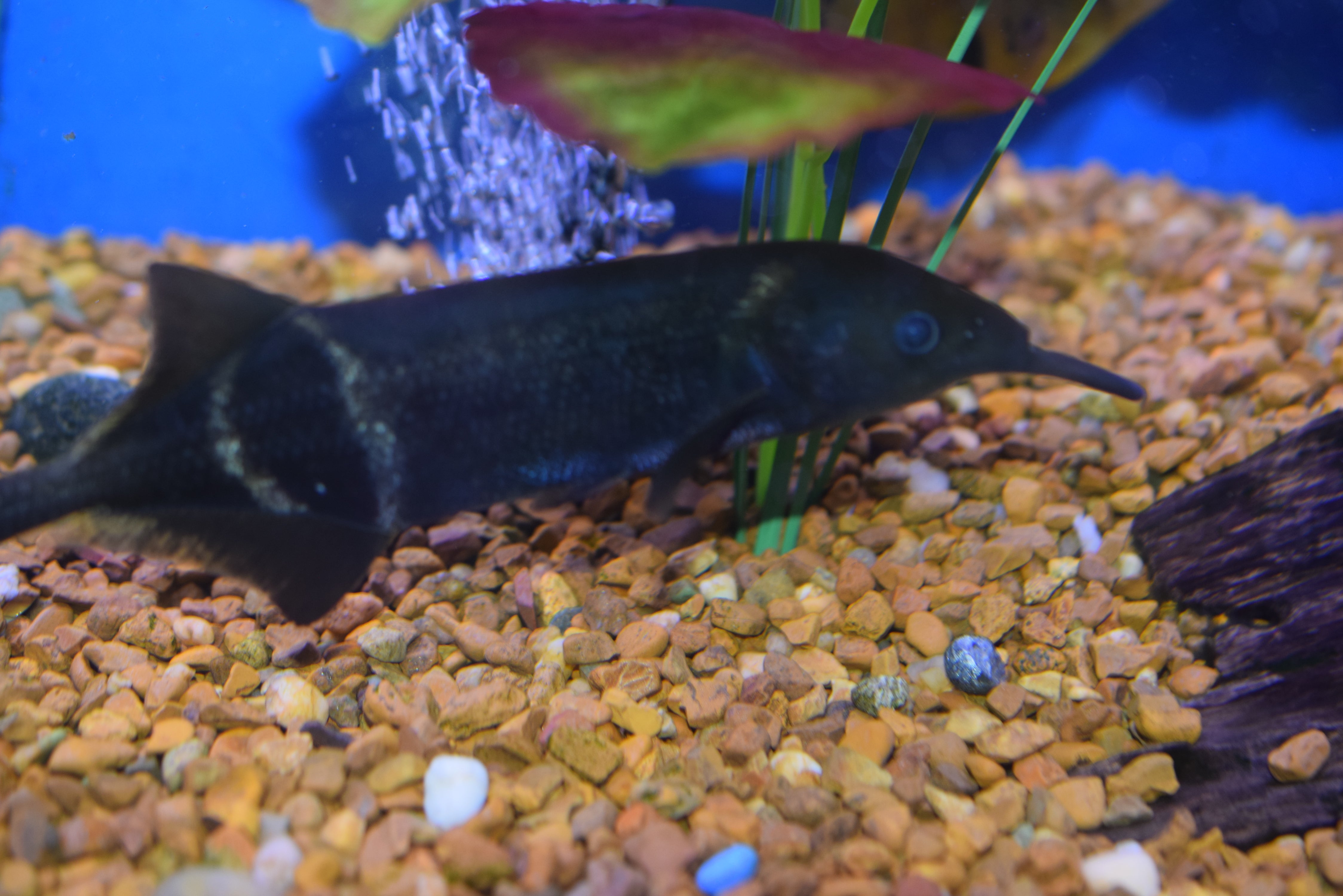 Elephant Nose Fish