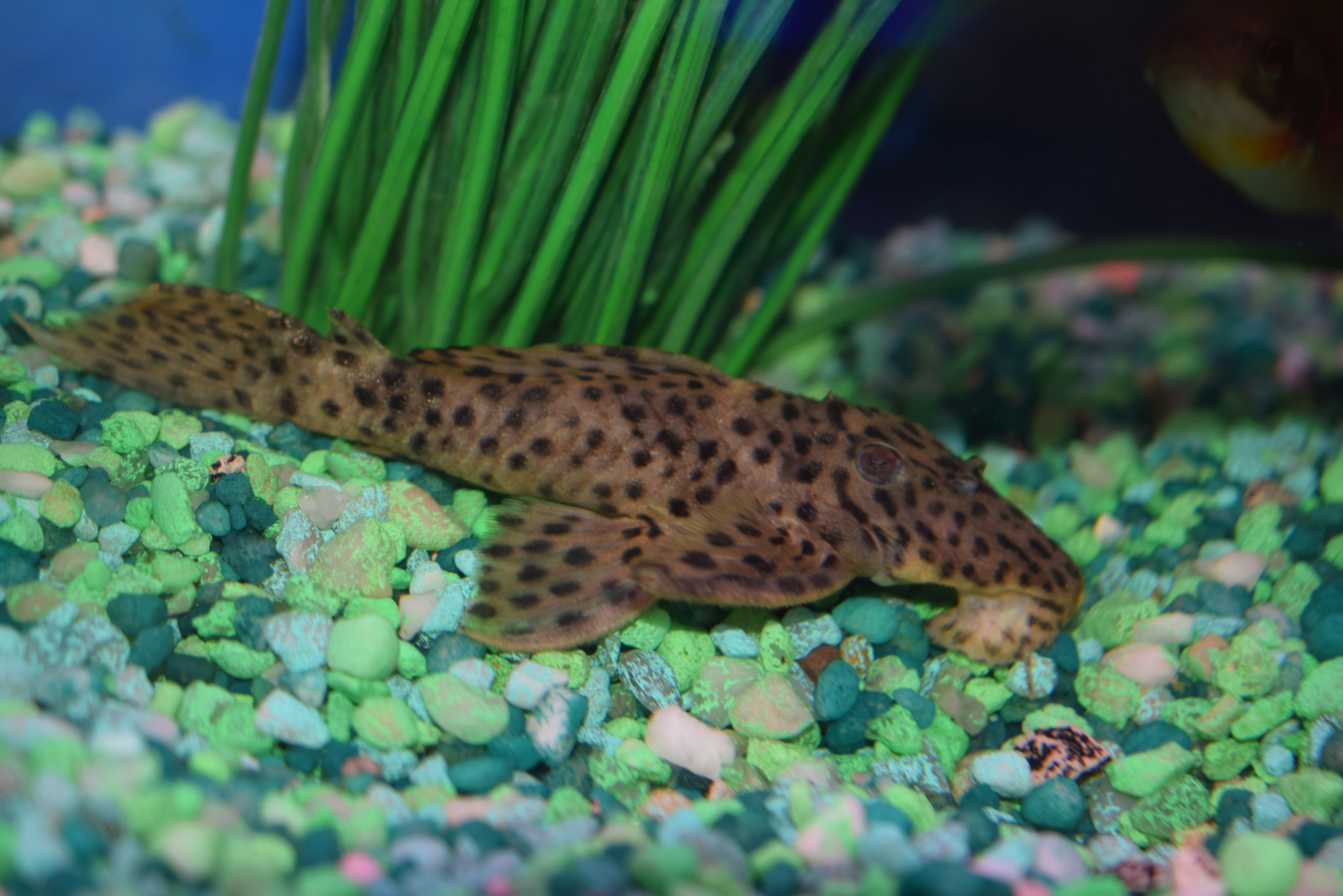 Gold Vampire Pleco (L-172a)