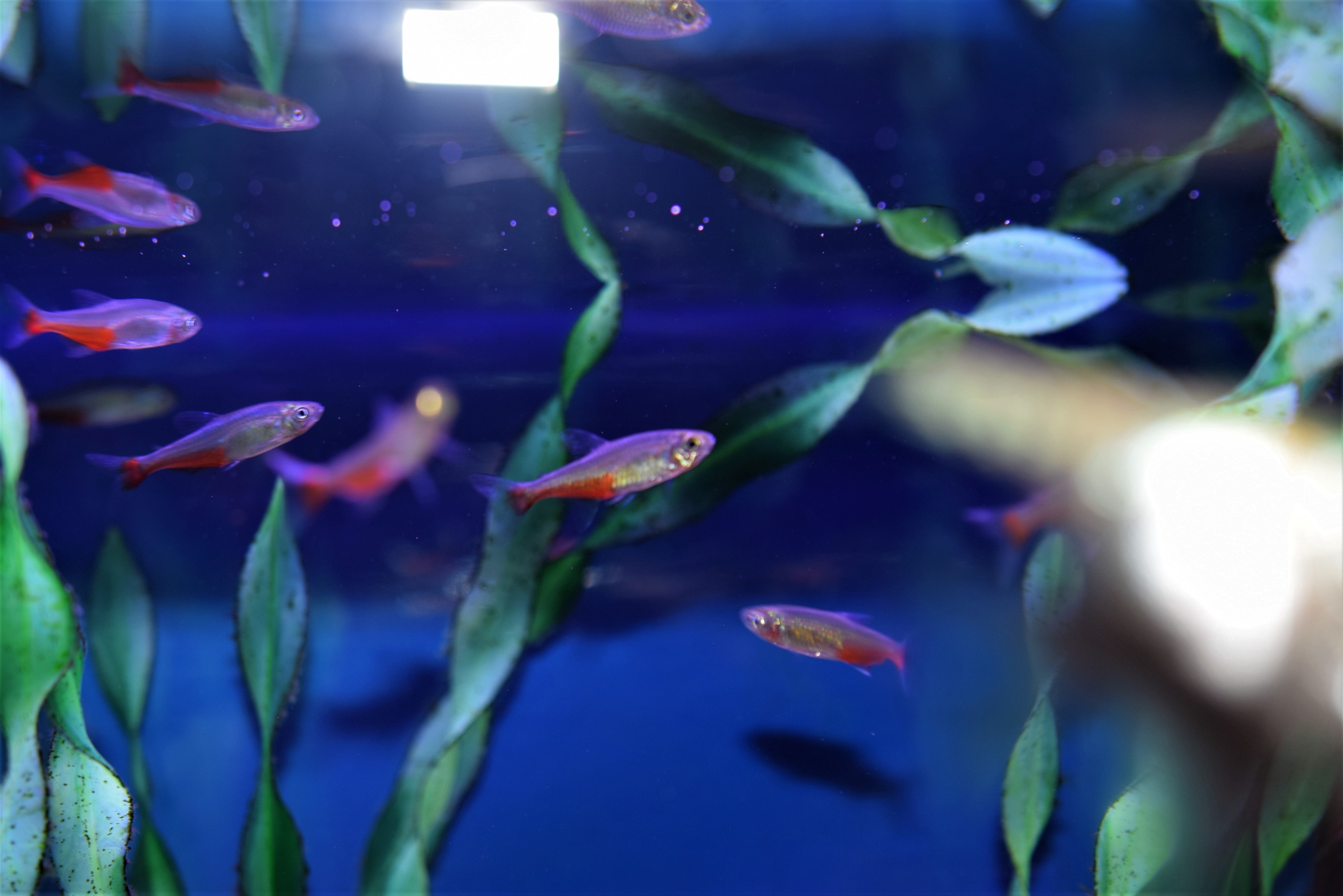 Green Fire Tetra