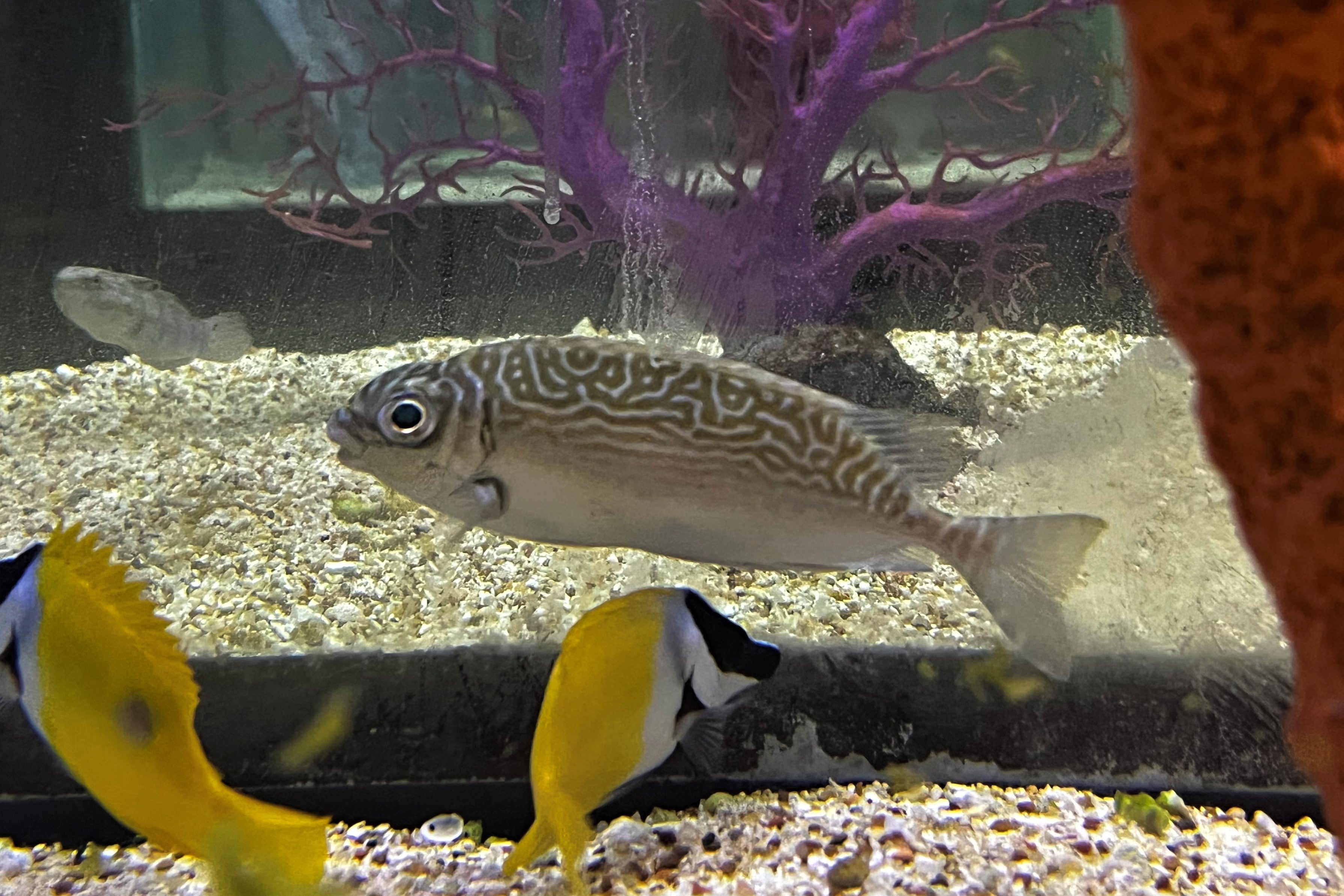 Marble Rabbitfish