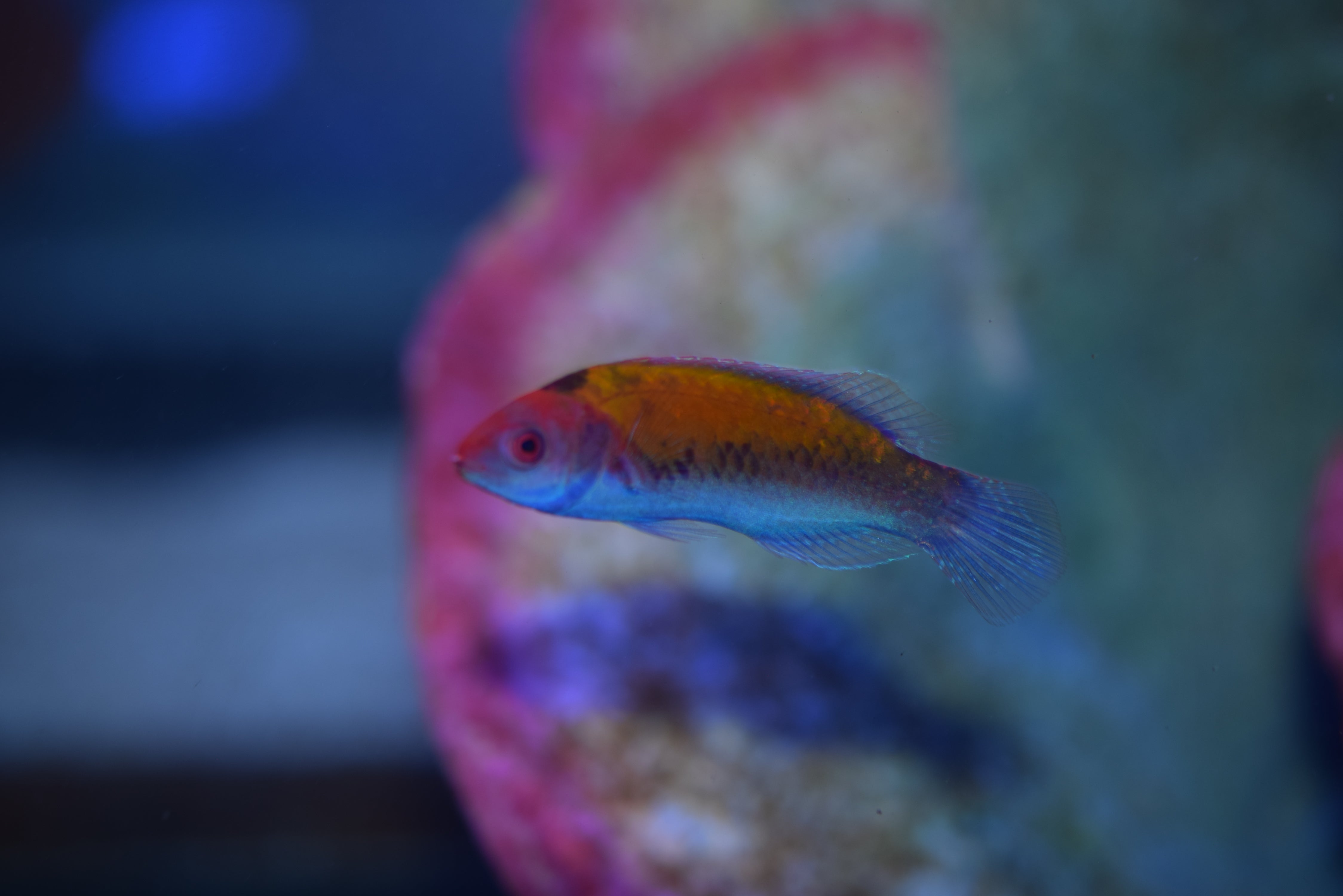 Orange Back Fairy Wrasse