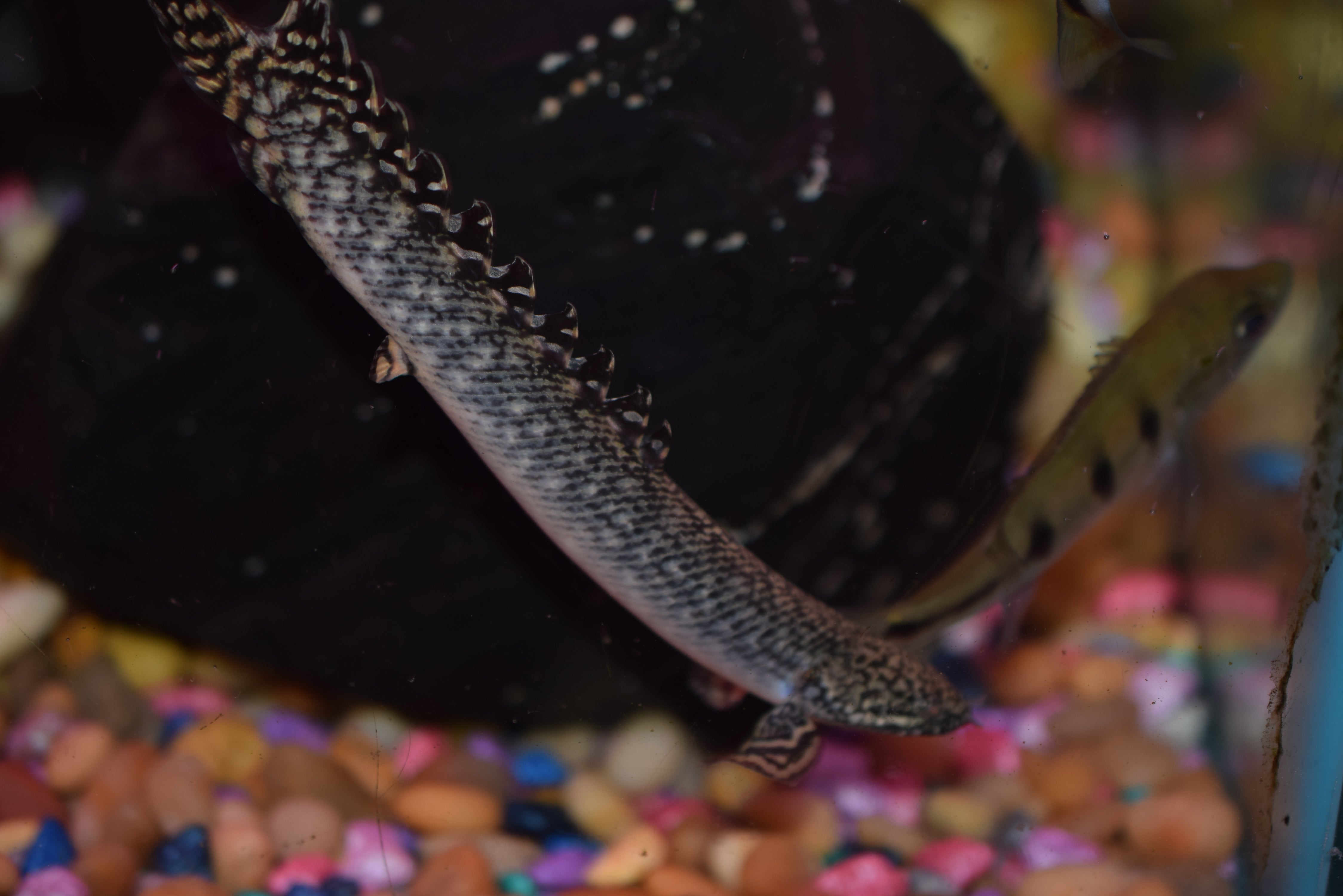 Ornate Polypterus (Bichir)