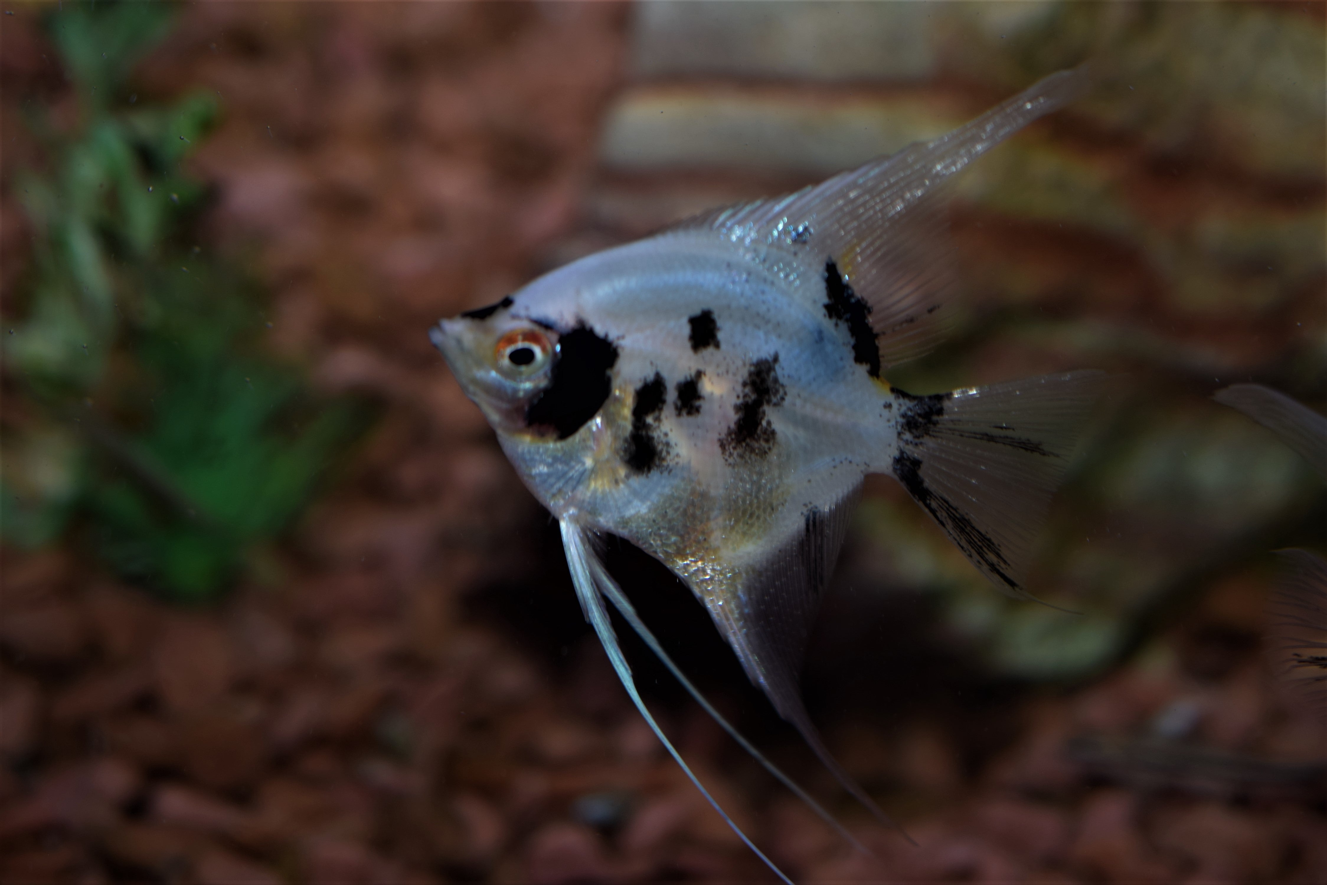 Panda Angel