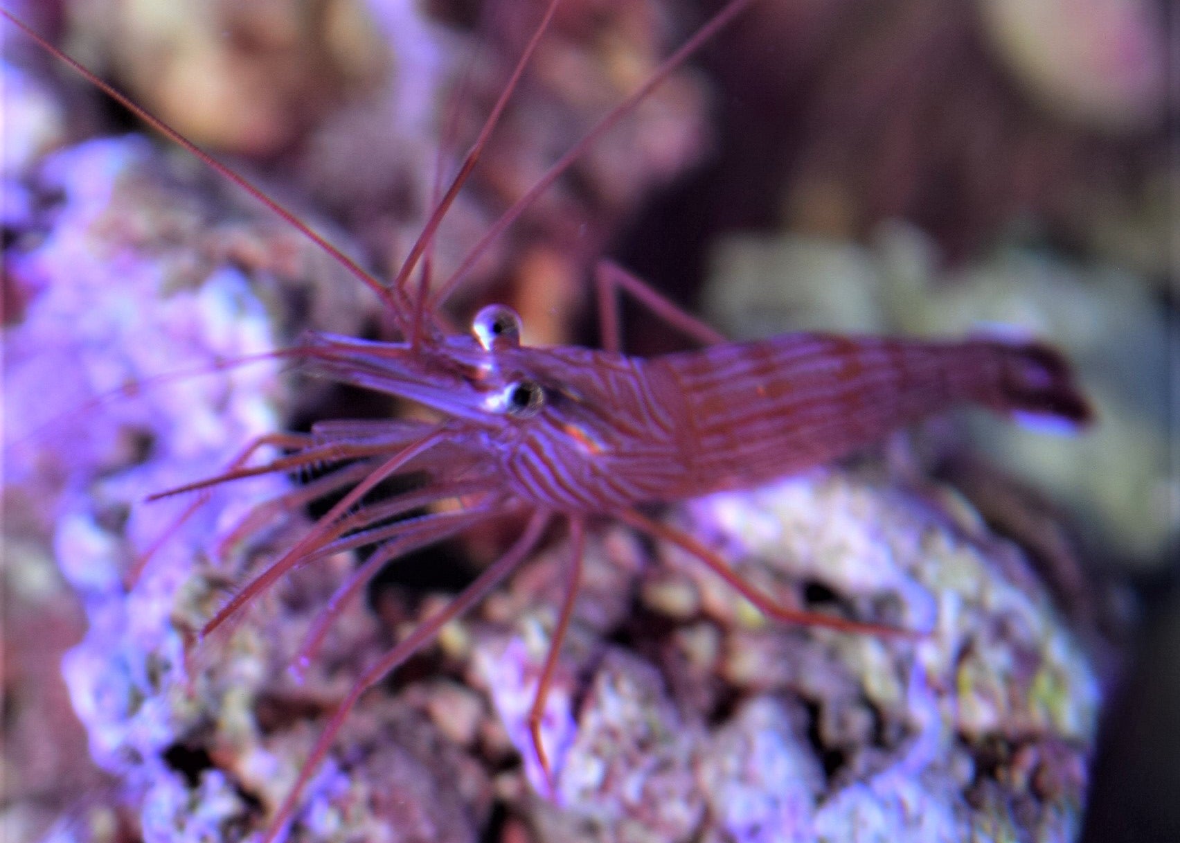 Peppermint Shrimp