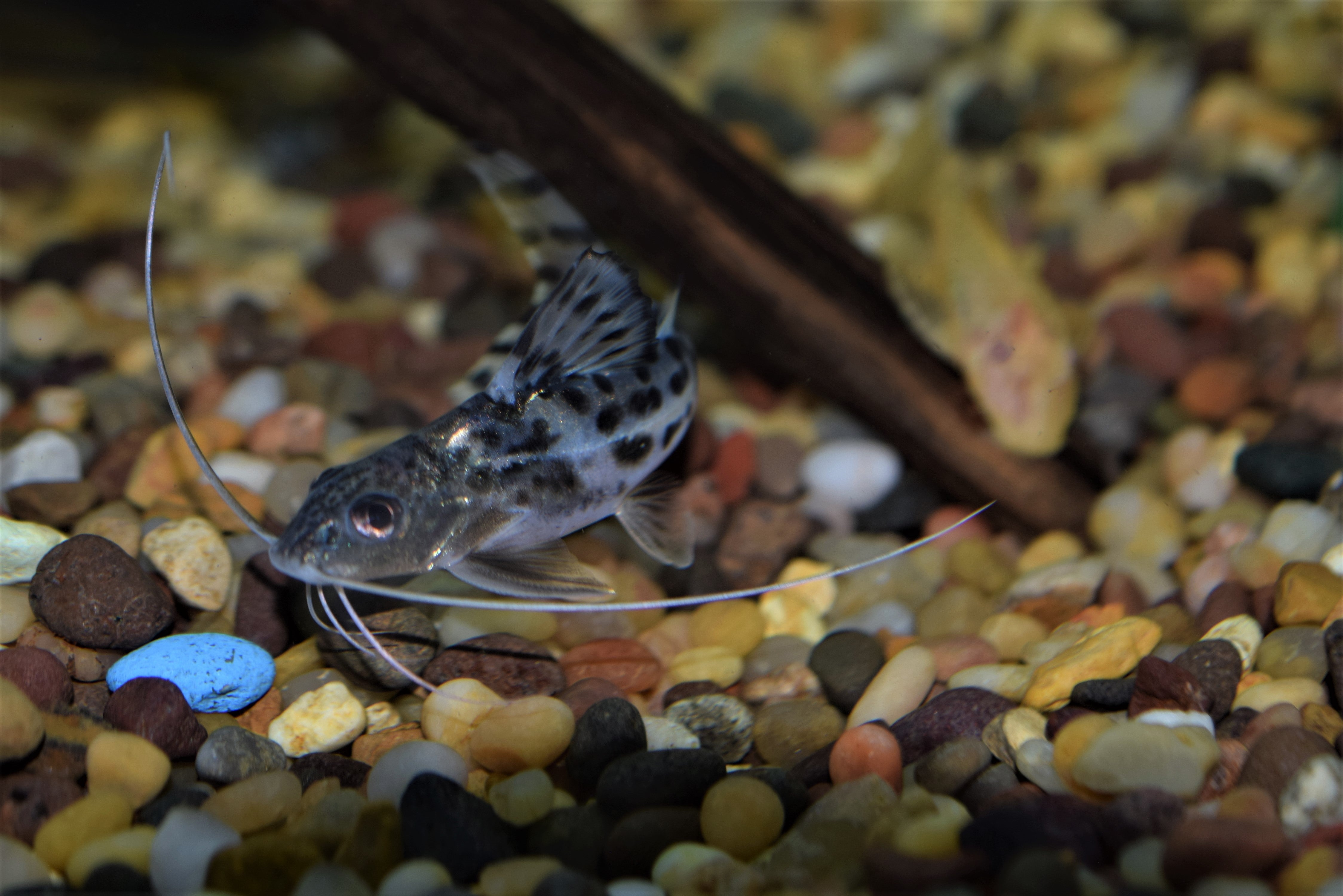 Pictus Catfish Size Four Line Pictus Catfish (Pimelodus Blochii)