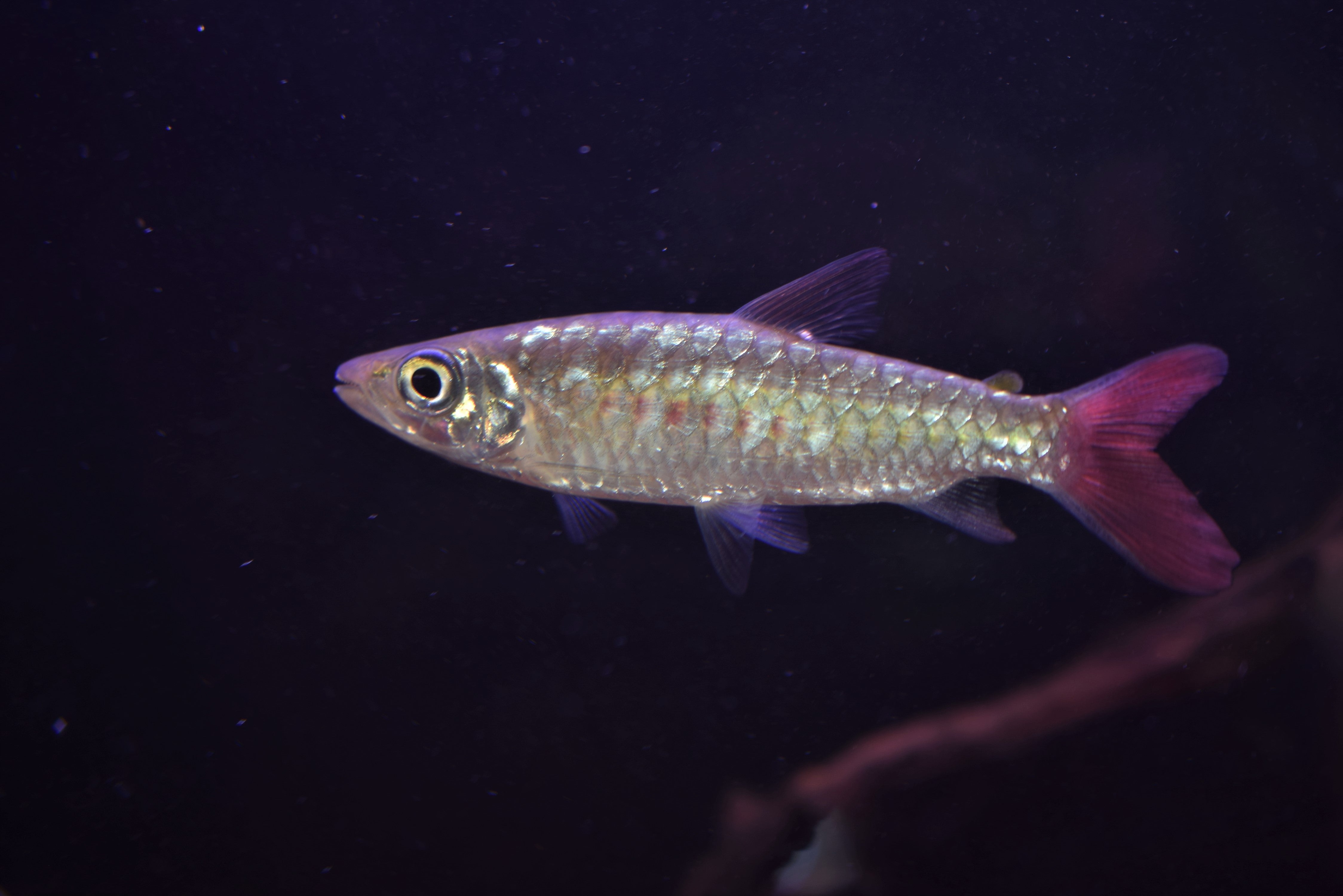 Pinktail Chalceus