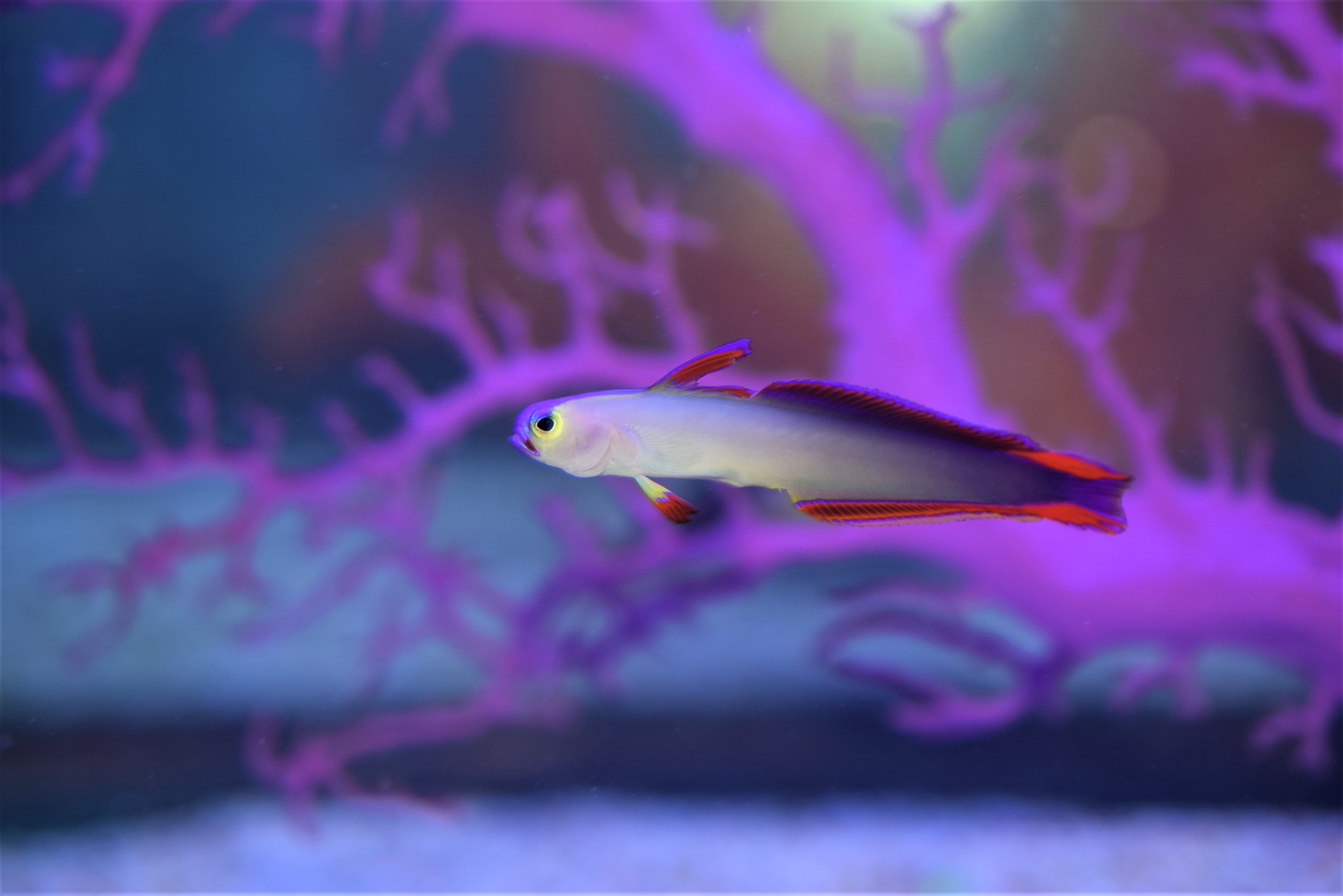 Purple Firefish Goby