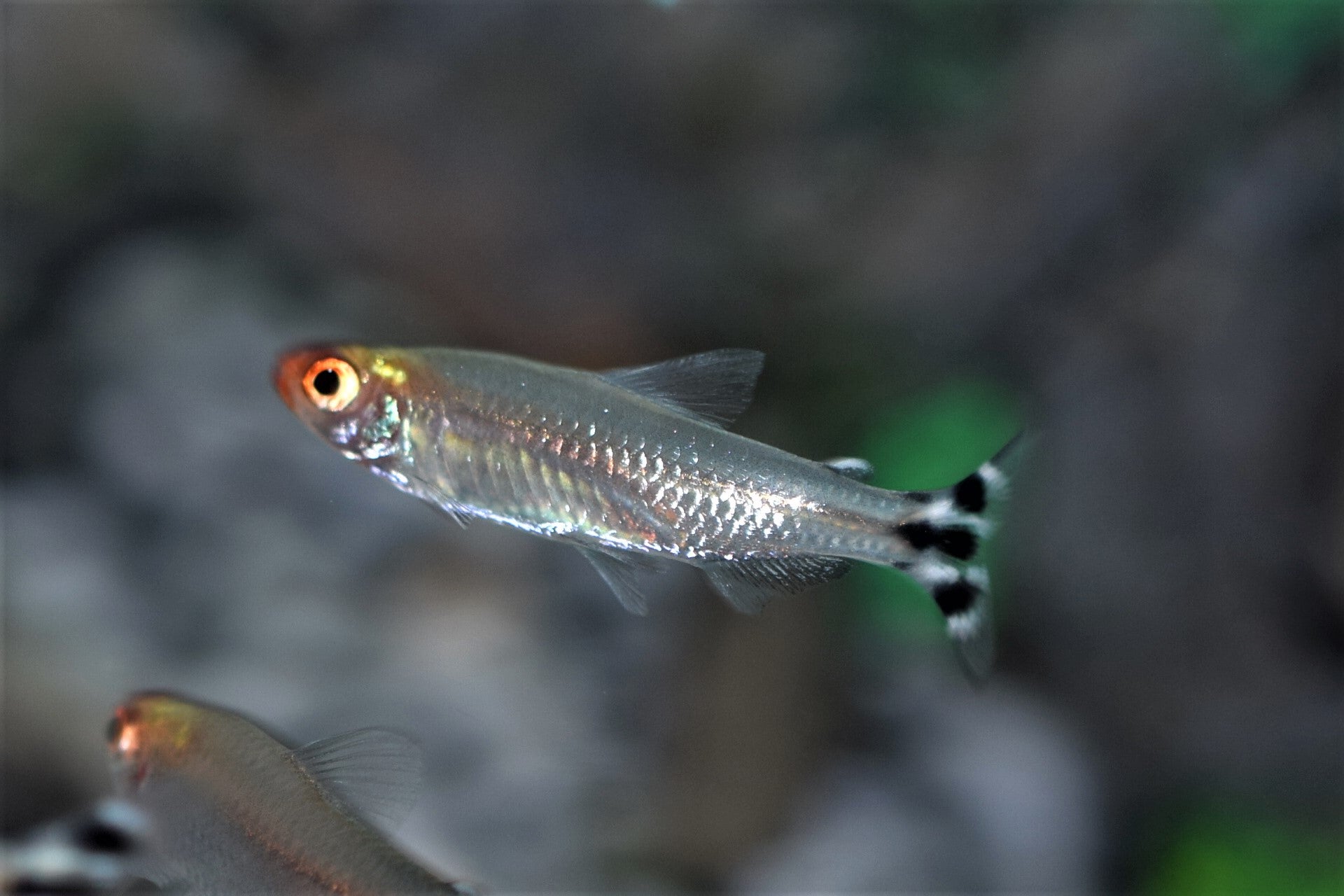 Rumminose Tetra Rummy Nose Rasbora (Sawbwa Resplendens), Tank Raised!