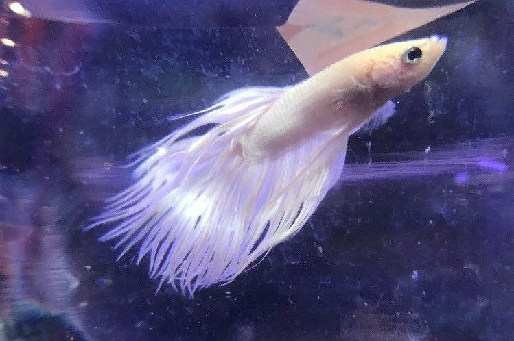 White Betta Fish