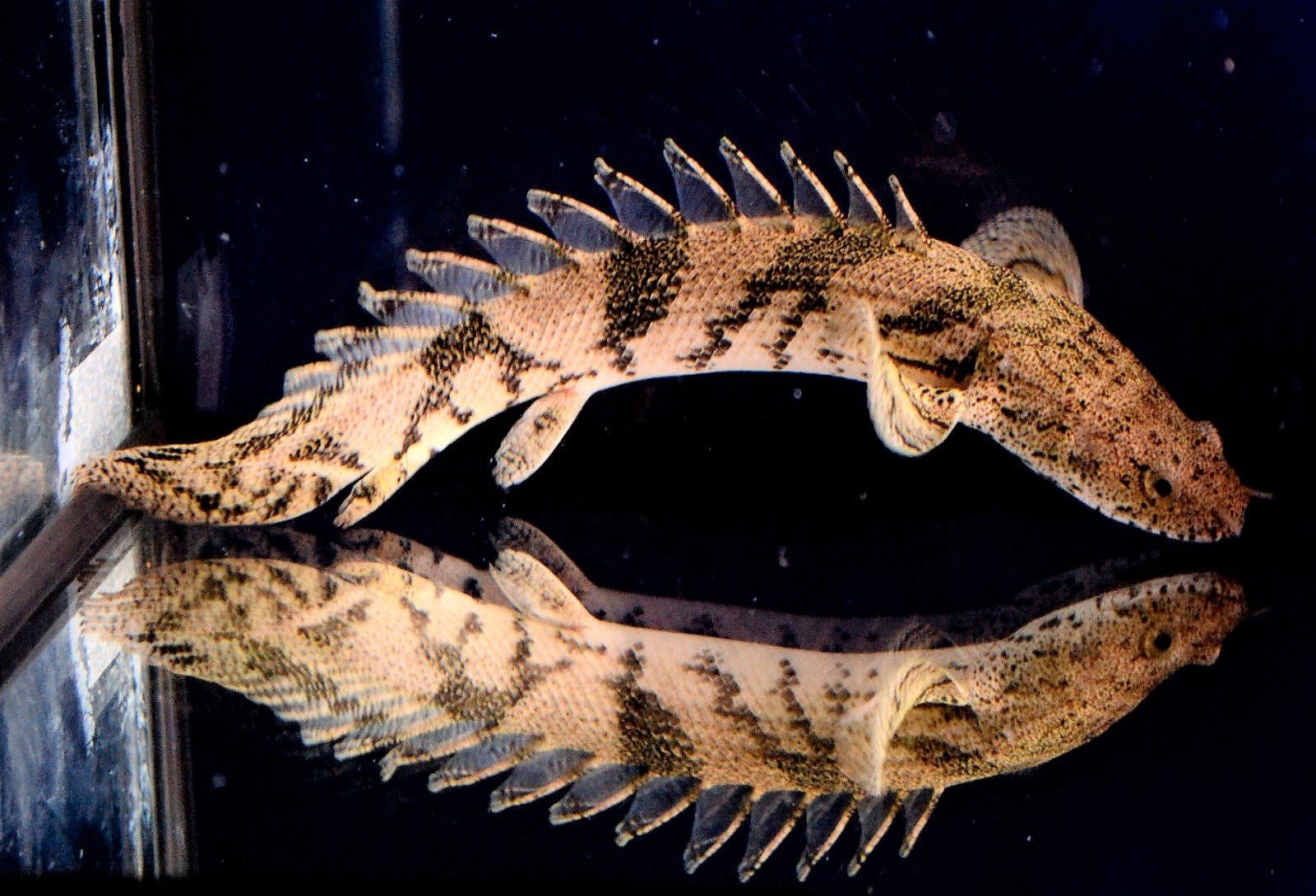 Polypterus Endlicheri (Bichir)