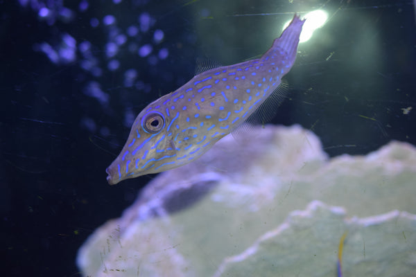 Scrawl Filefish