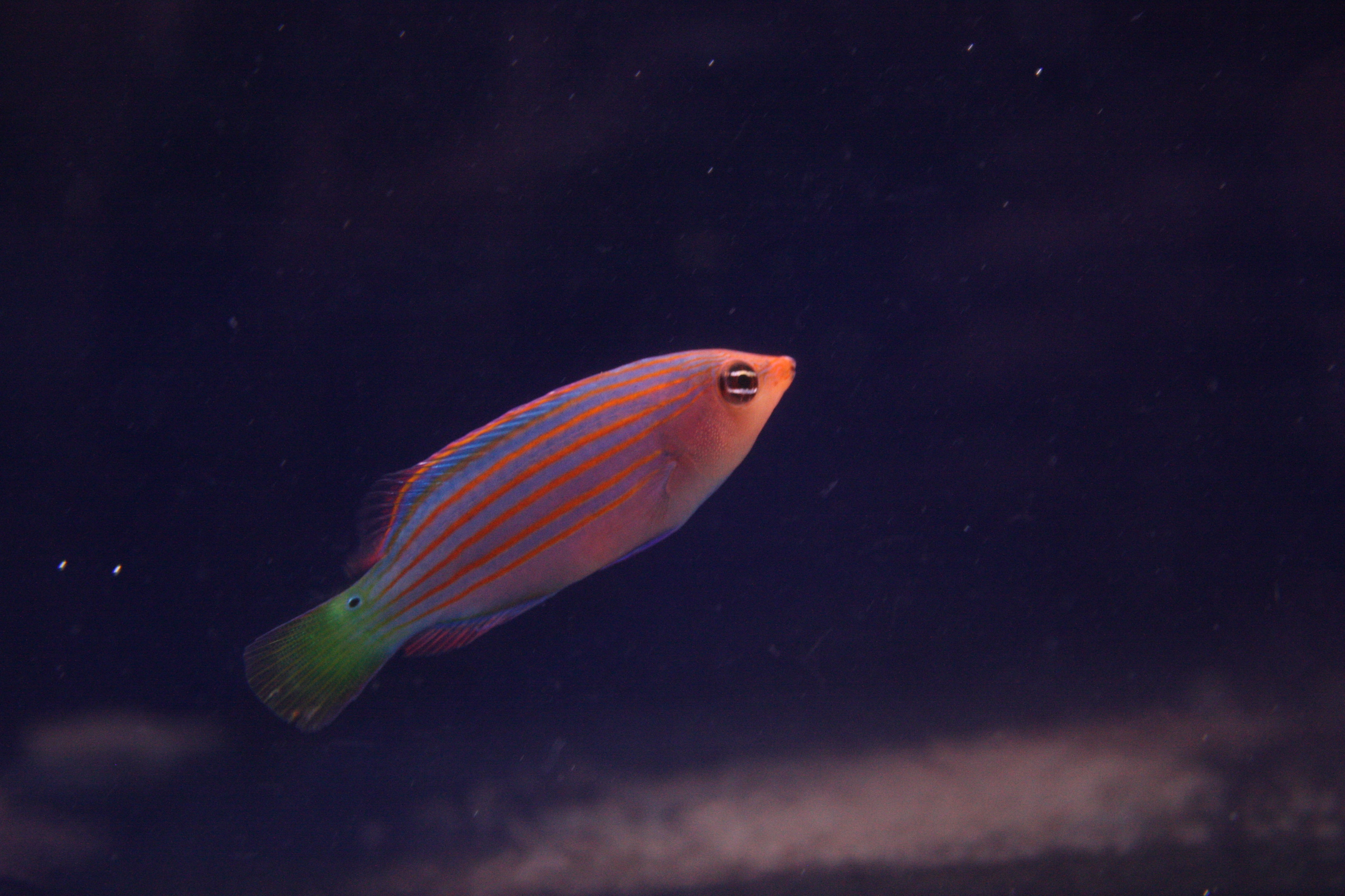 Six Line Wrasse
