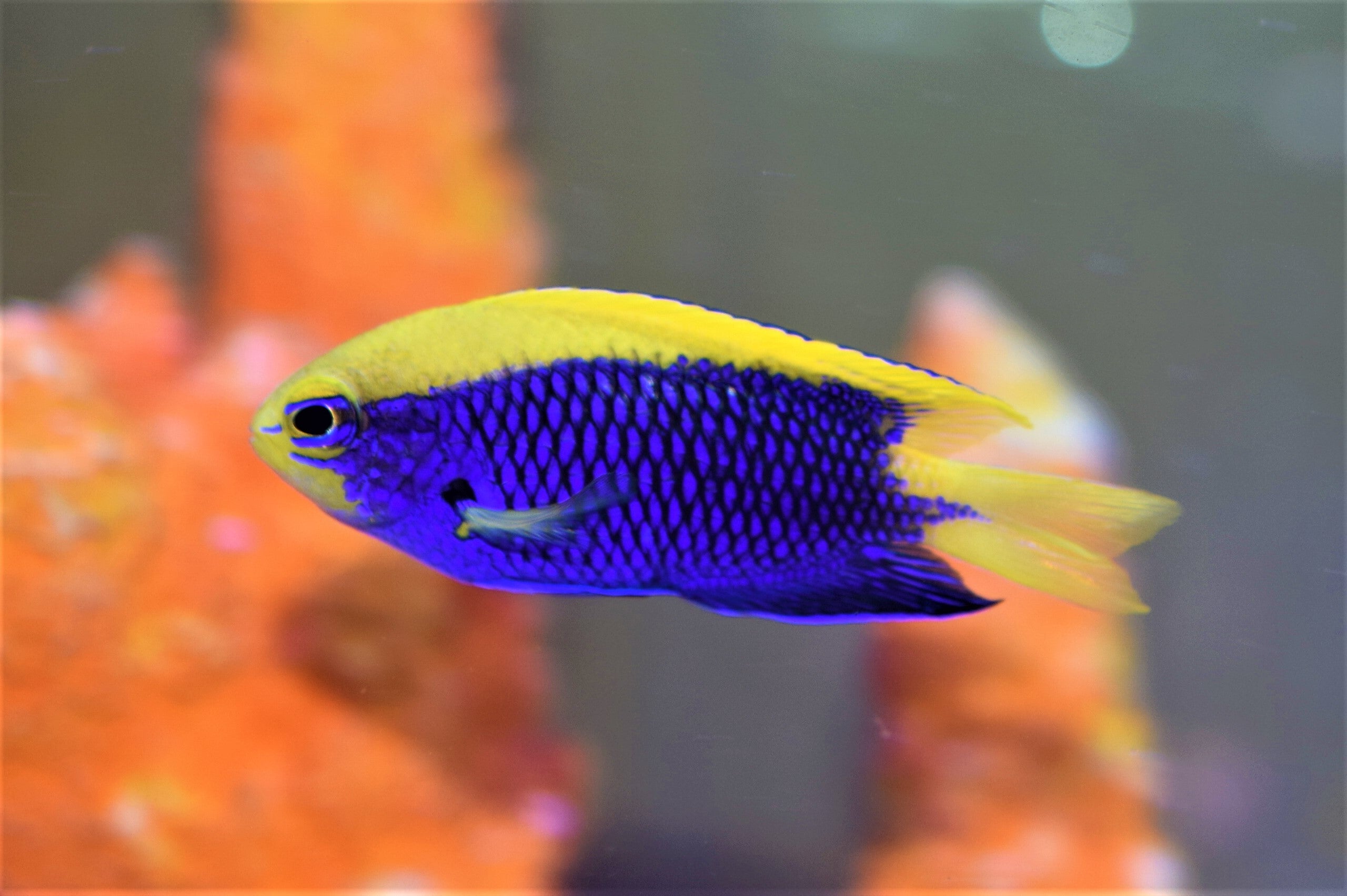 Starcki Damsel