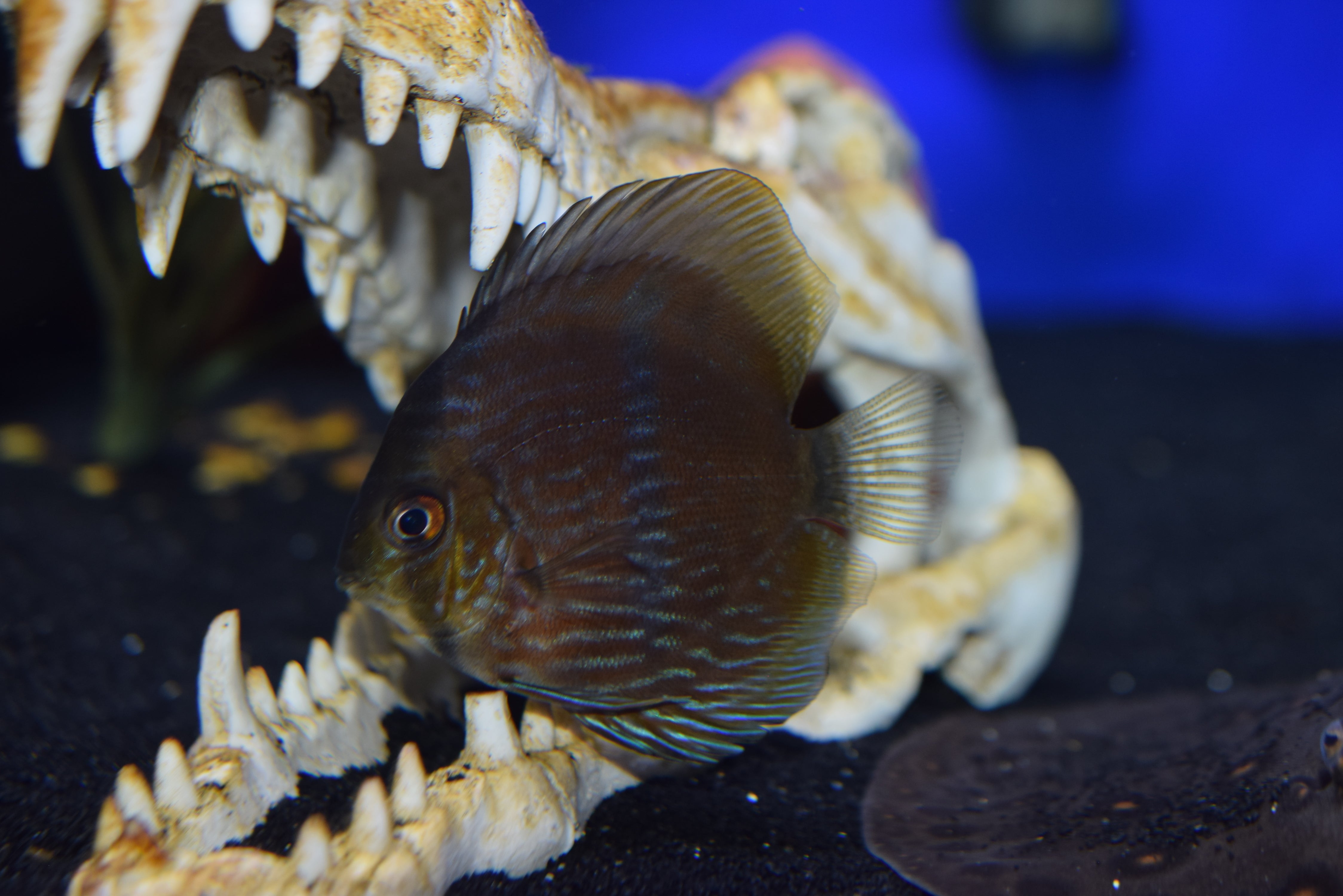 Wild Red Heckel "Brazil" Discus