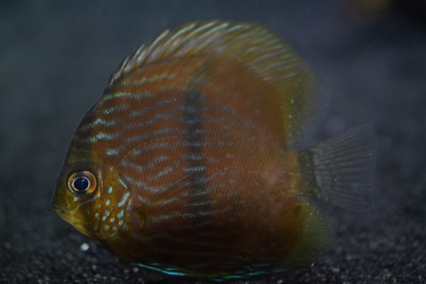 Wild Red Heckel "Brazil" Discus
